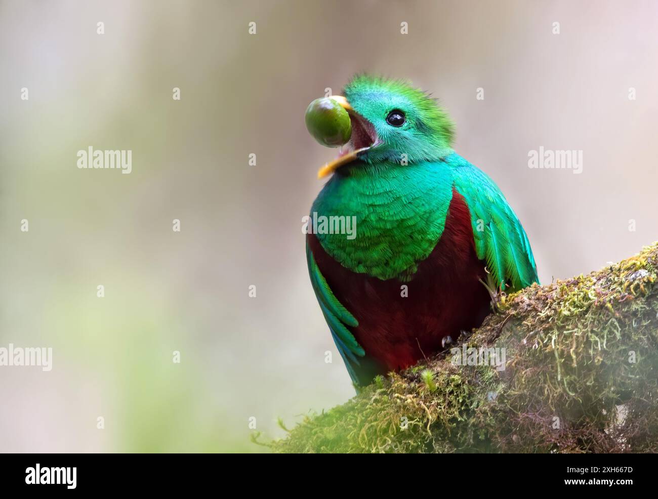 Resplendent quetzal (Pharomachrus mocinno), male sitting on a branch in ...