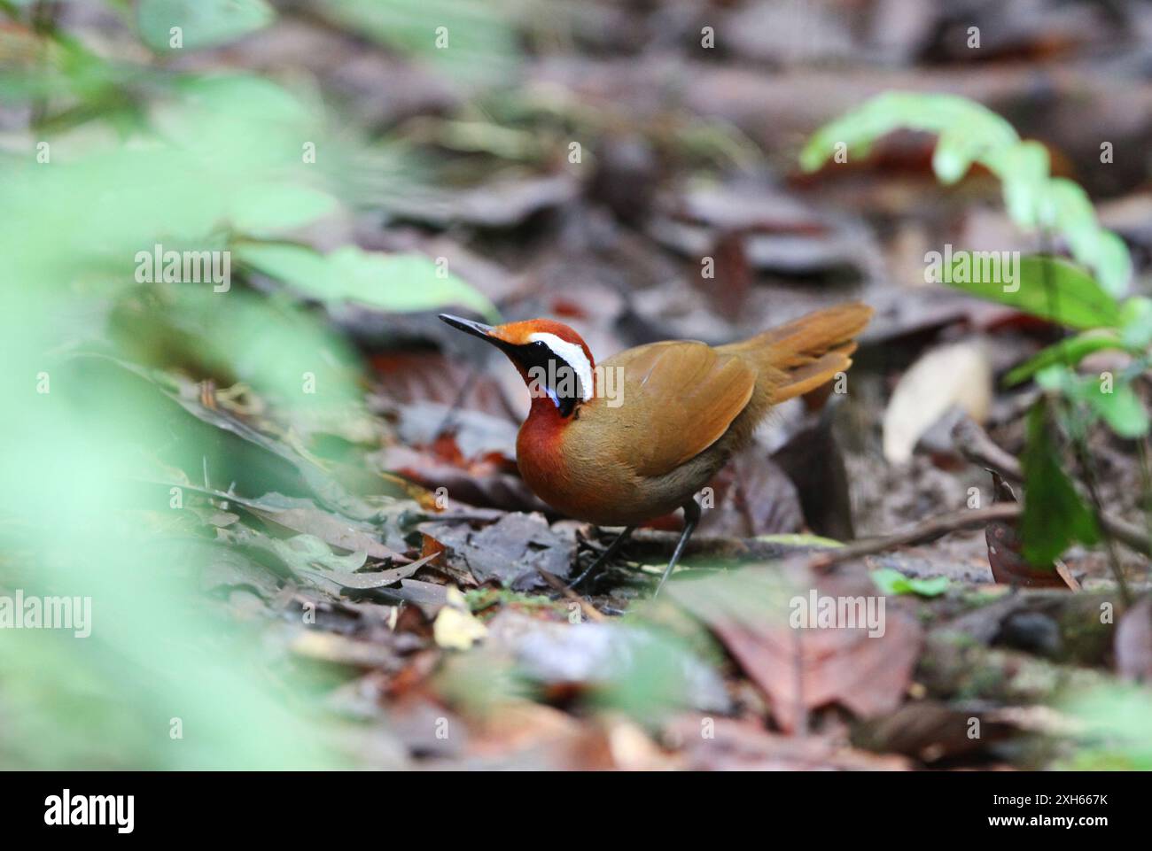 Malay rail babbler, Malaysian rail-babbler (Eupetes macrocerus ...