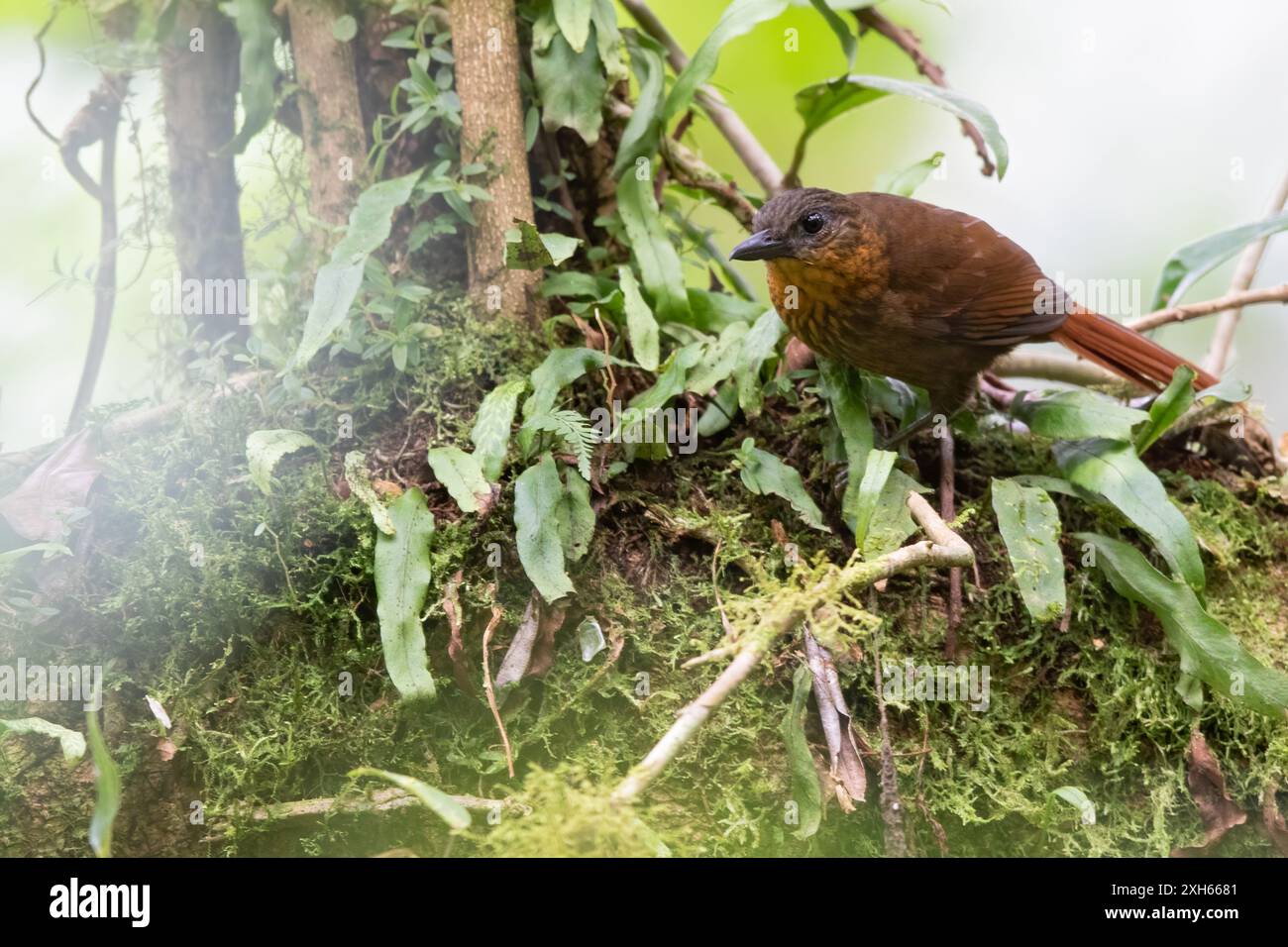 Streak breasted treehunters hi-res stock photography and images - Alamy