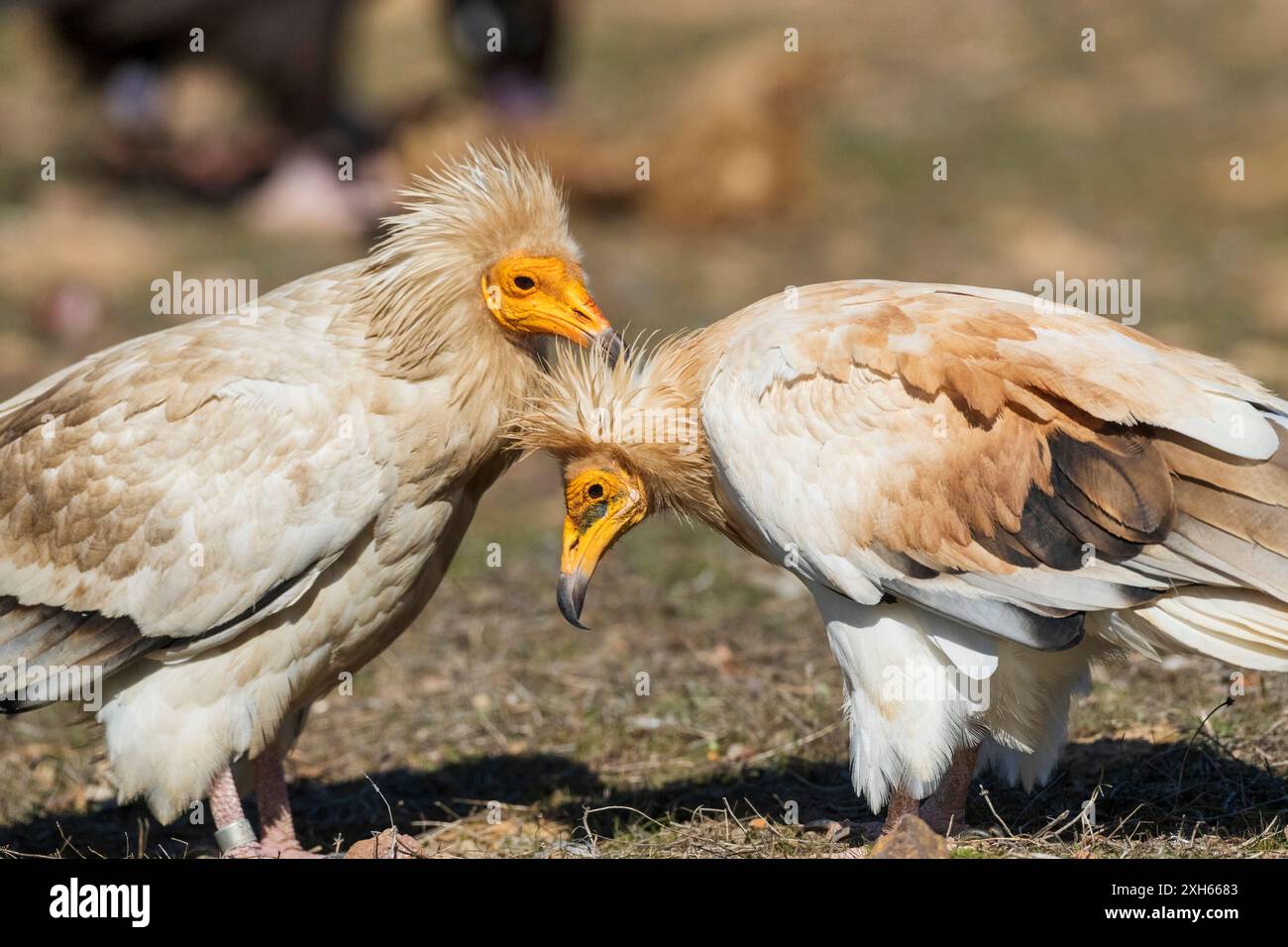 Egyptian vulture, white scavenger vulture, pharaoh's chicken (Neophron ...