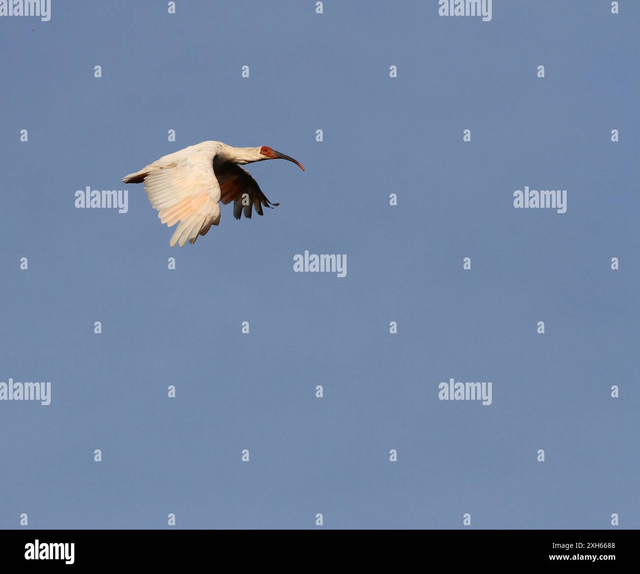 Japanese crested ibis, Asian crested ibis, Imperial crested ibis ...