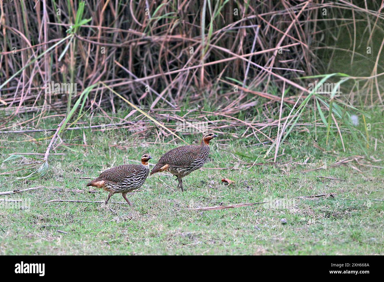 Ortygornis gularis hi-res stock photography and images - Alamy