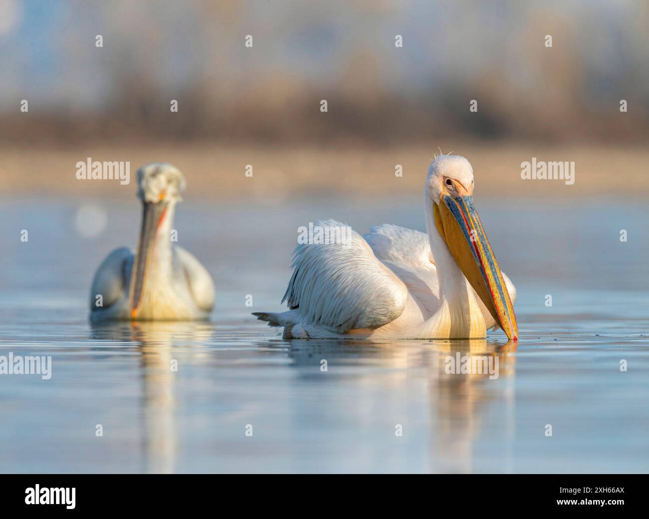 eastern white pelican (Pelecanus onocrotalus), swimming together with a ...