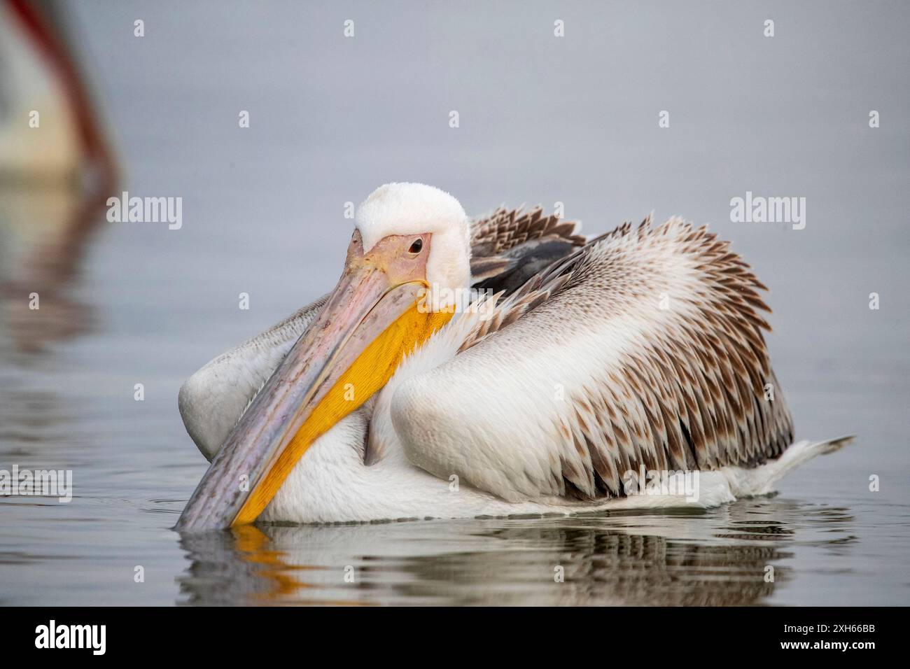 eastern white pelican (Pelecanus onocrotalus), immature swimming on the ...