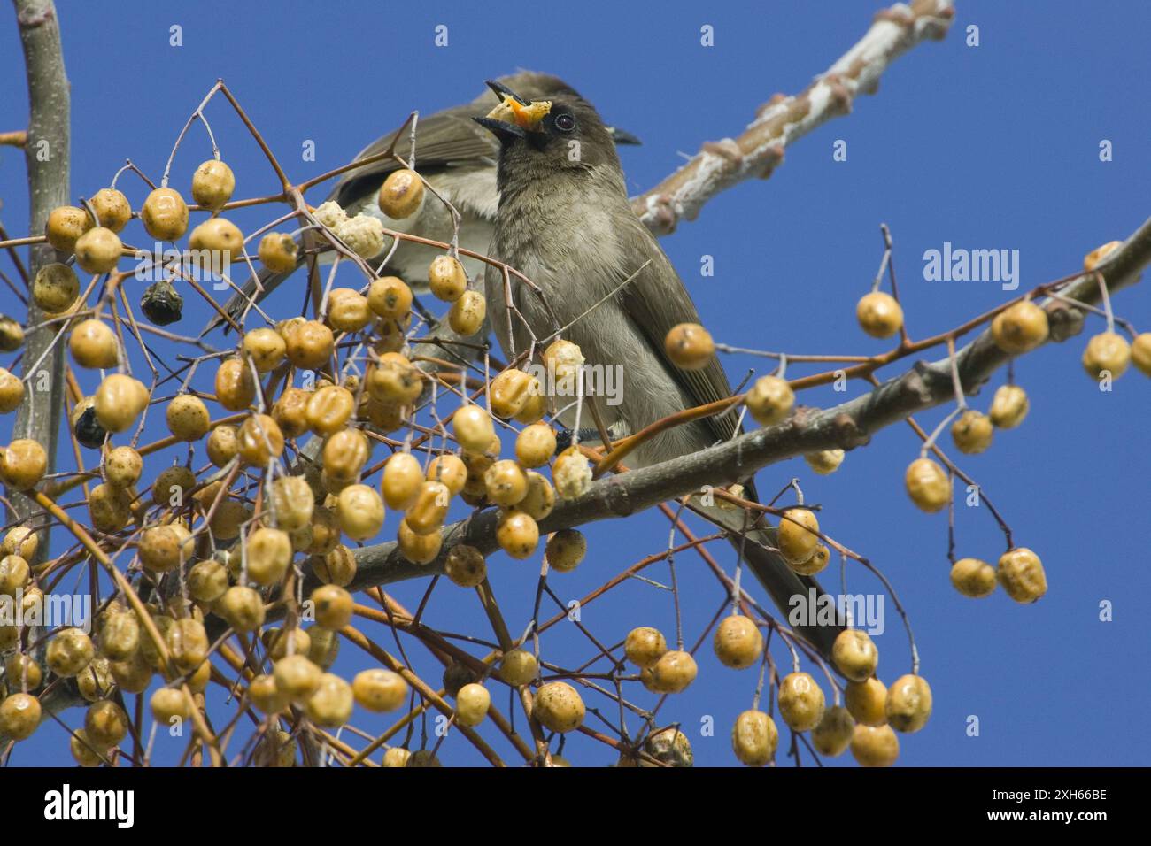 garden bulbul, common bulbul (Pycnonotus barbatus), perches on a branch ...