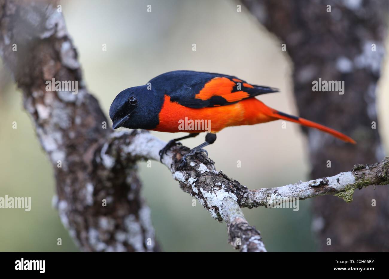 scarlet minivet (Pericrocotus flammeus), male sitting on a branch, Laos ...