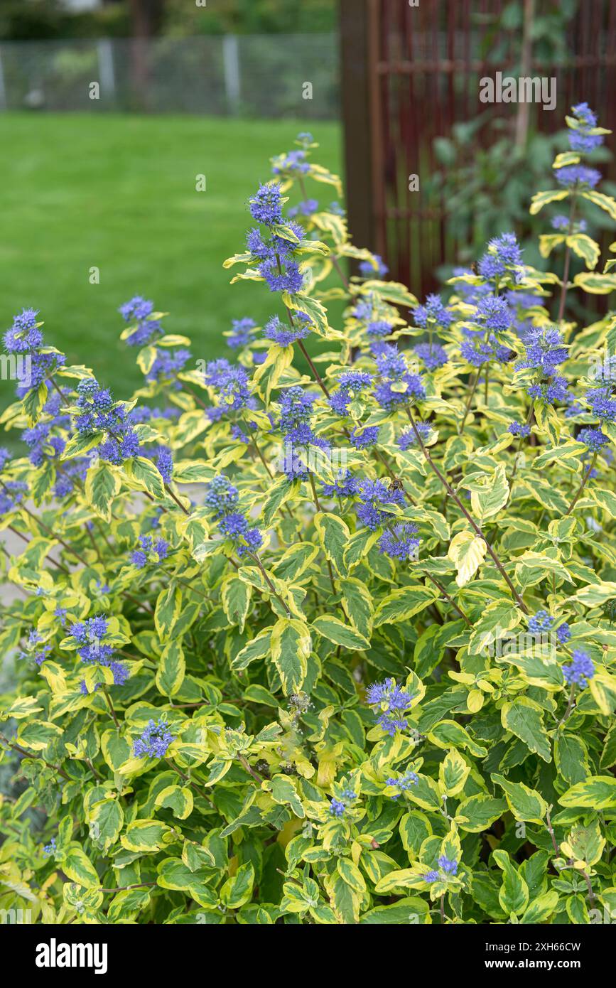 Blue Beard, Blue Spiraea (Caryopteris x clandonensis 'Summer Sorbet ...