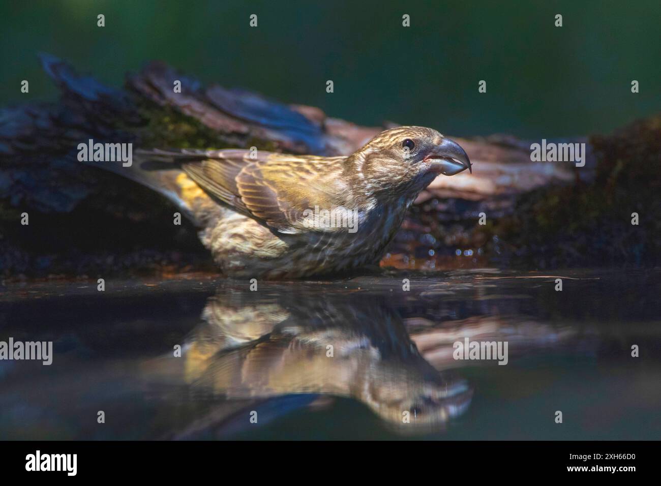 red crossbill, common crossbill (Loxia curvirostra), female stands in ...