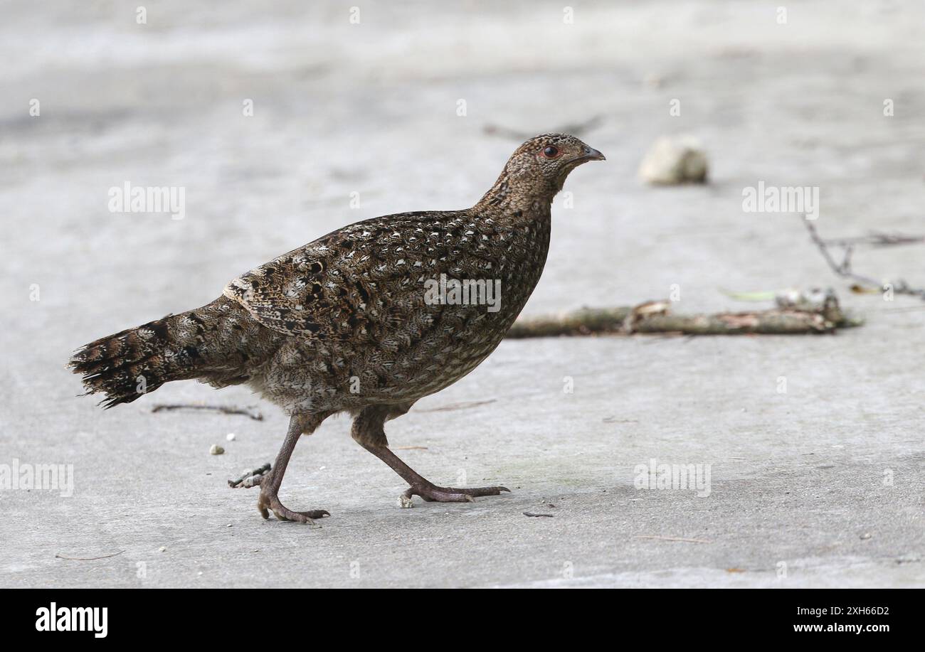 Cabots Tragopan Pheasant