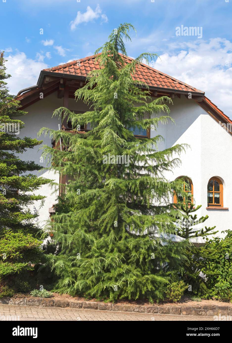 Deodar cedar, Indian cedar, Himalayan cedar (Cedrus deodara), in a front garden, Germany ...