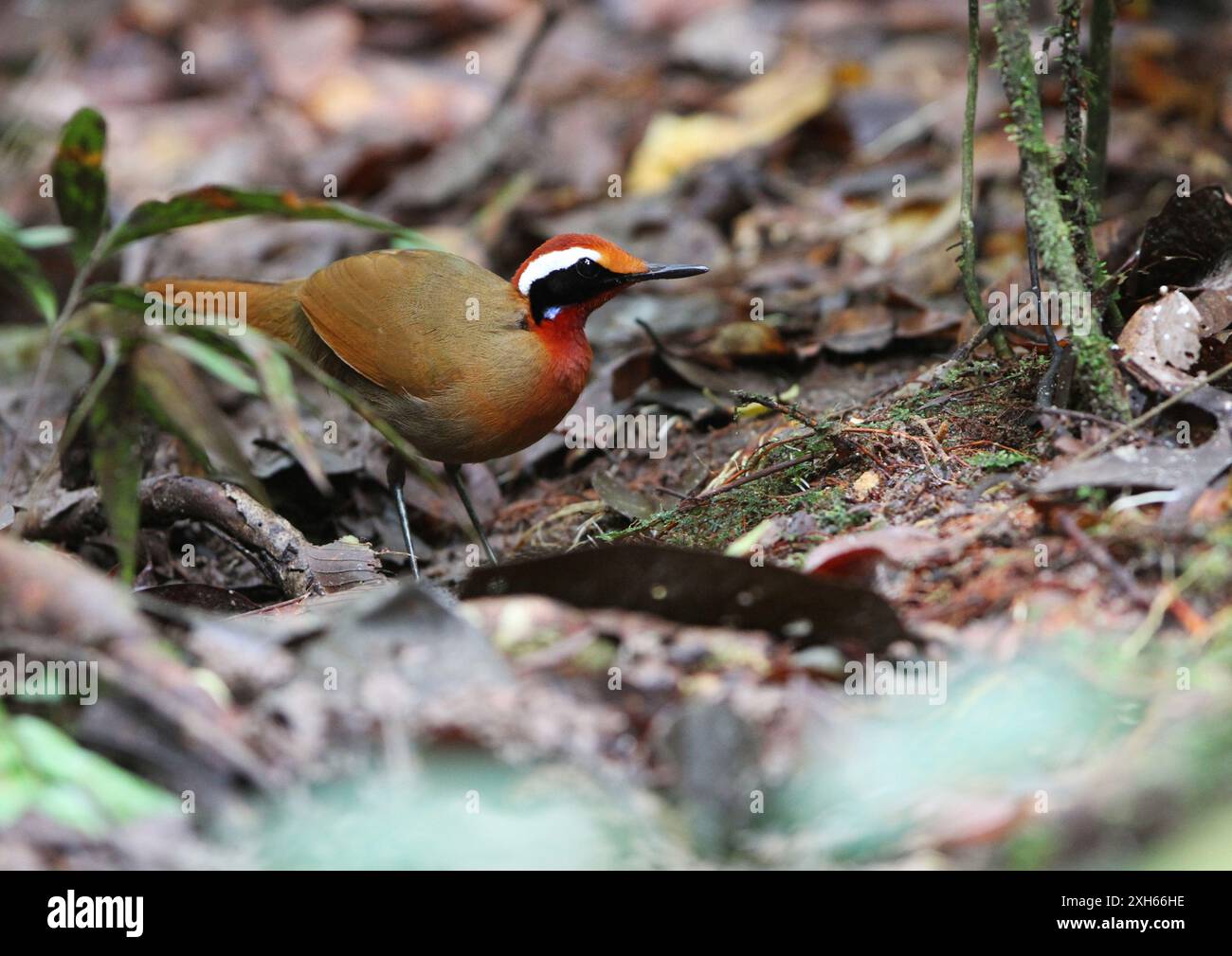 Malay rail babbler, Malaysian rail-babbler (Eupetes macrocerus ...