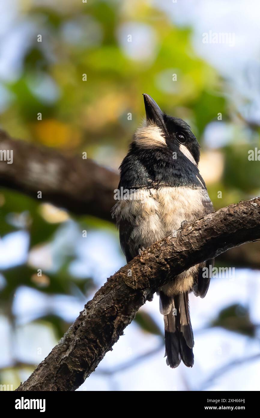 black-breasted puffbird (Notharchus pectoralis), perching on a branch ...