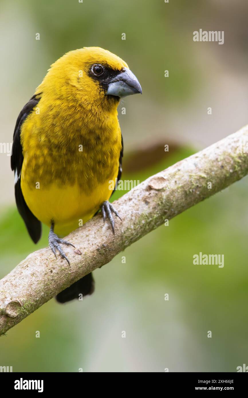 black-thighed grosbeak (Pheucticus tibialis), male sitting on a branch ...