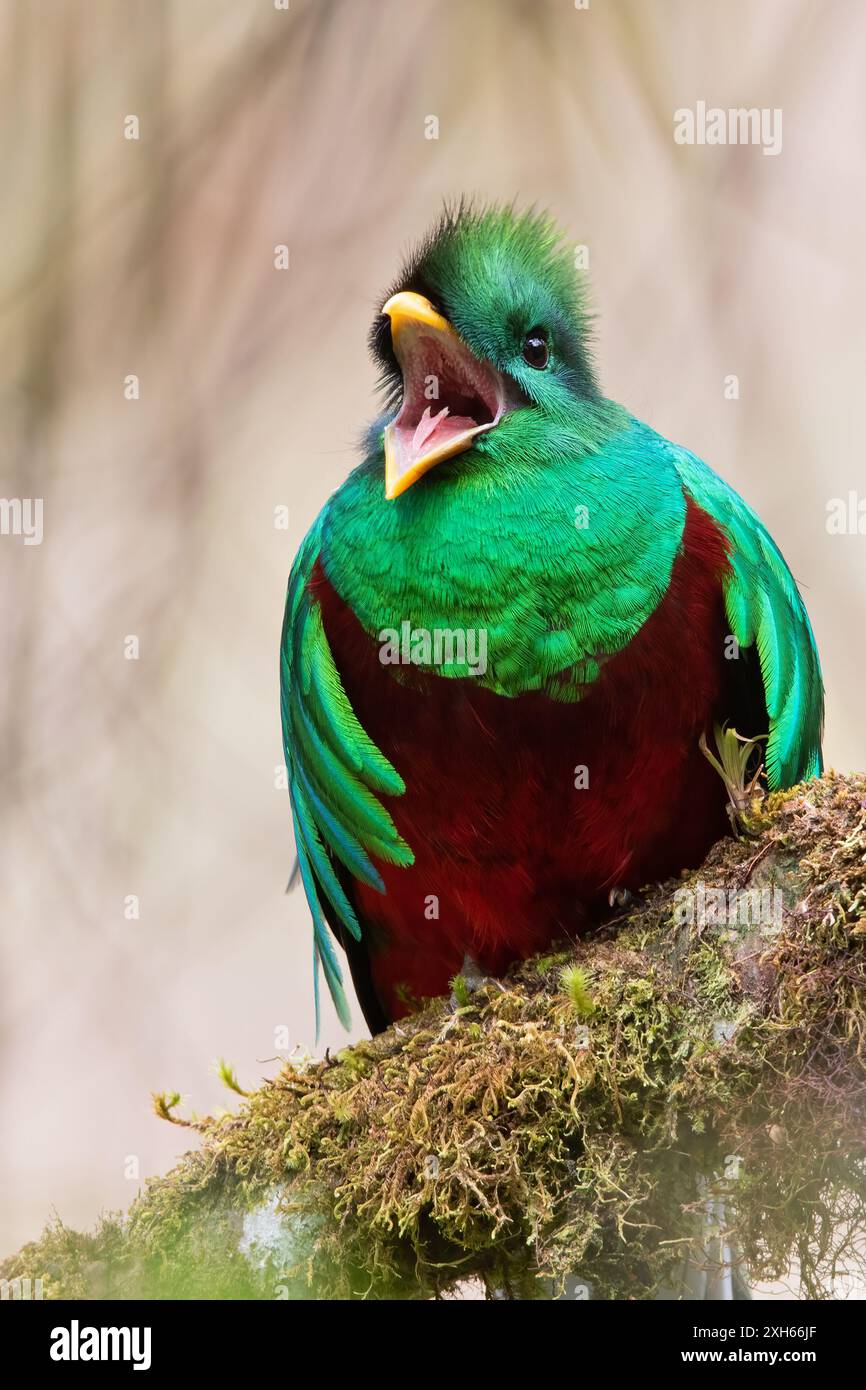 Resplendent quetzal (Pharomachrus mocinno), male sitting on a branch in ...