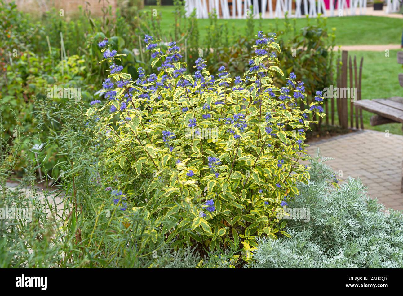 Blue Beard, Blue Spiraea (Caryopteris x clandonensis 'Summer Sorbet ...