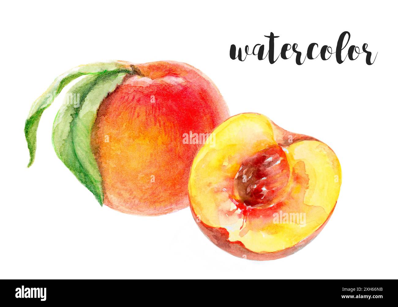 Watercolor painting of a peach, whole and cut, with vibrant colors ...