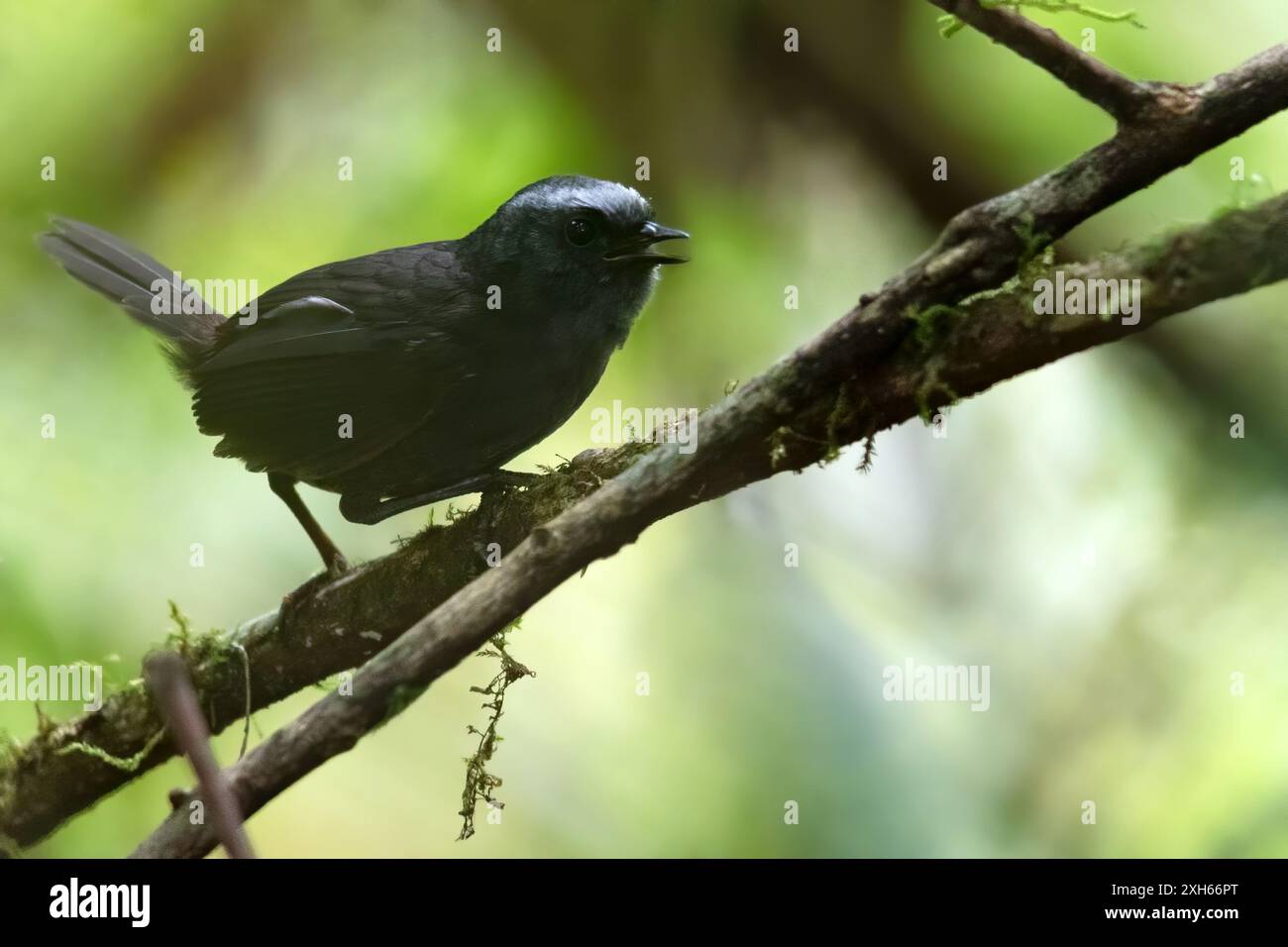 silvery-fronted tapaculo (Scytalopus argentifrons), sits on a branch ...
