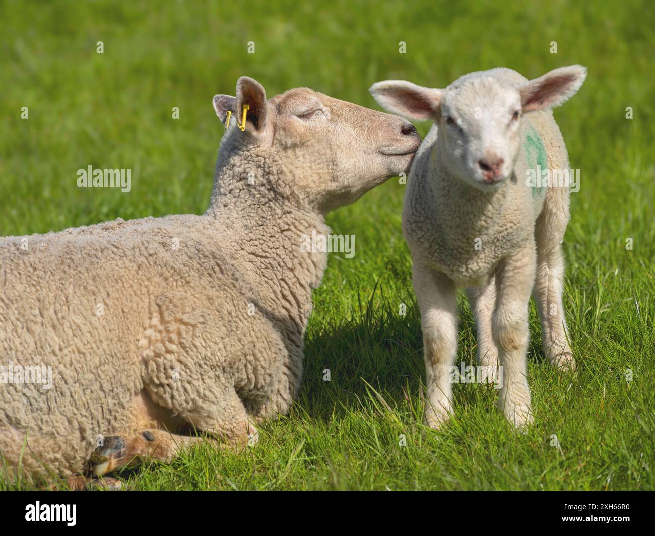 Grun ewe lamb hi-res stock photography and images - Alamy