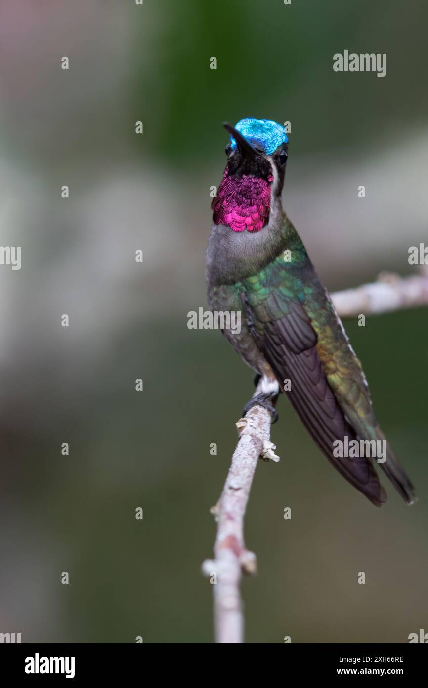 Long-billed starthroat (Heliomaster longirostris), sitting on a branch ...