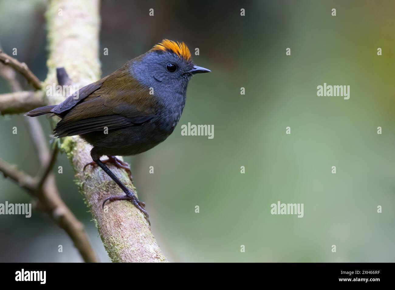 Zeledonia zeledonia coronata hi-res stock photography and images - Alamy