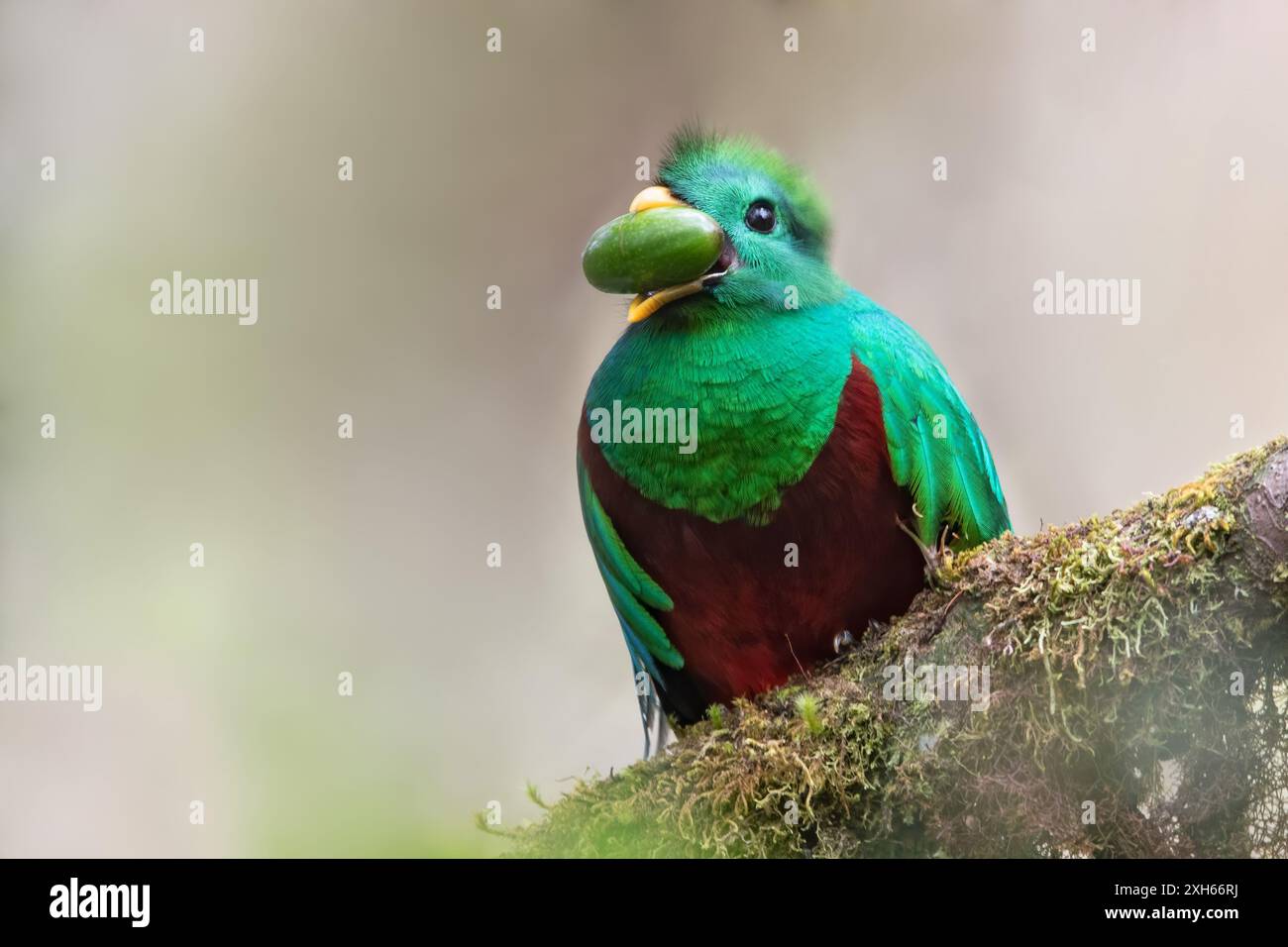 Resplendent quetzal (Pharomachrus mocinno), sitting on a branch in ...