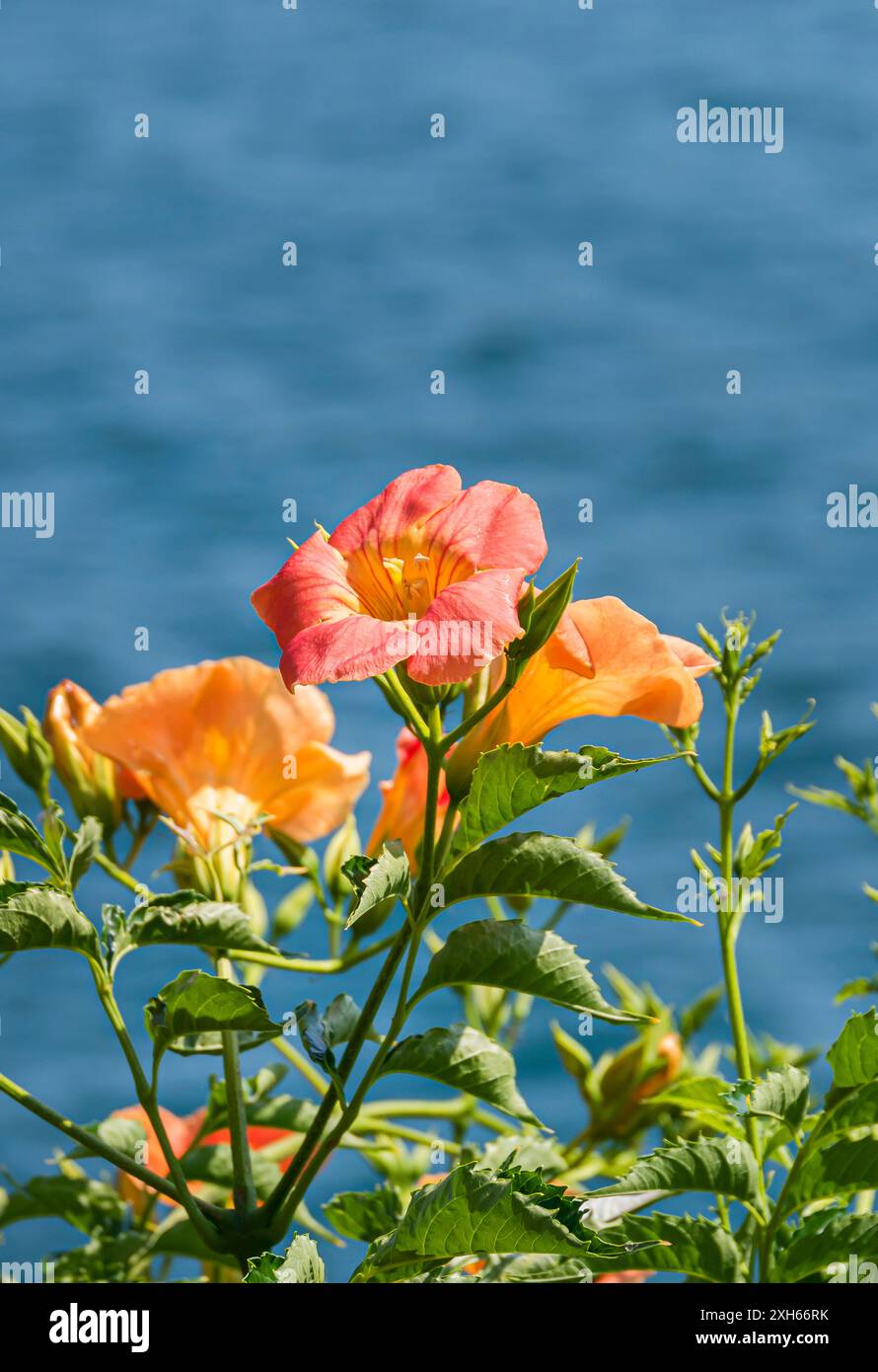 Chinese trumpet vine (Campsis grandiflora, Bignonia grandiflora; Tecoma ...