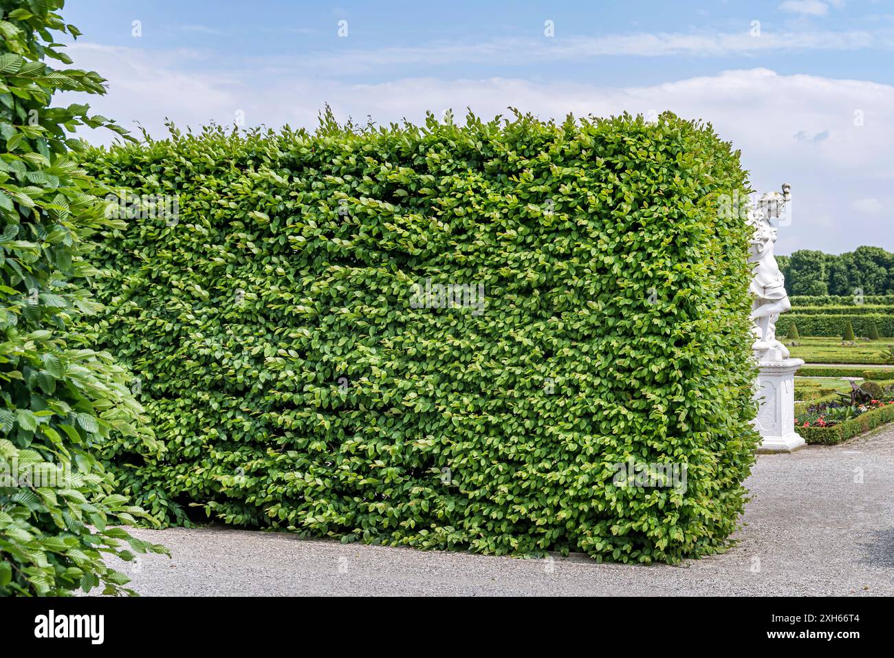 common hornbeam, European hornbeam (Carpinus betulus), Hornbeam hedge ...