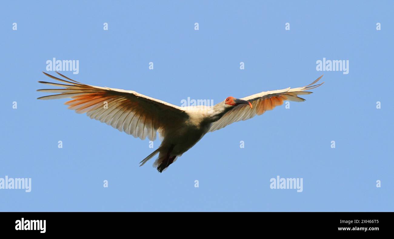 Japanese crested ibis, Asian crested ibis, Imperial crested ibis ...