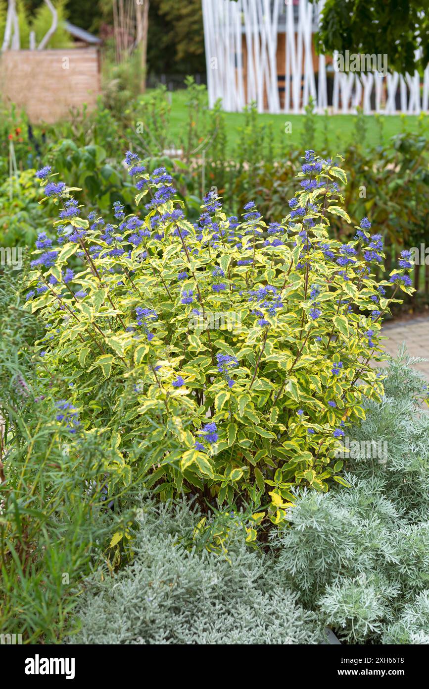 Blue Beard, Blue Spiraea (Caryopteris x clandonensis 'Summer Sorbet ...
