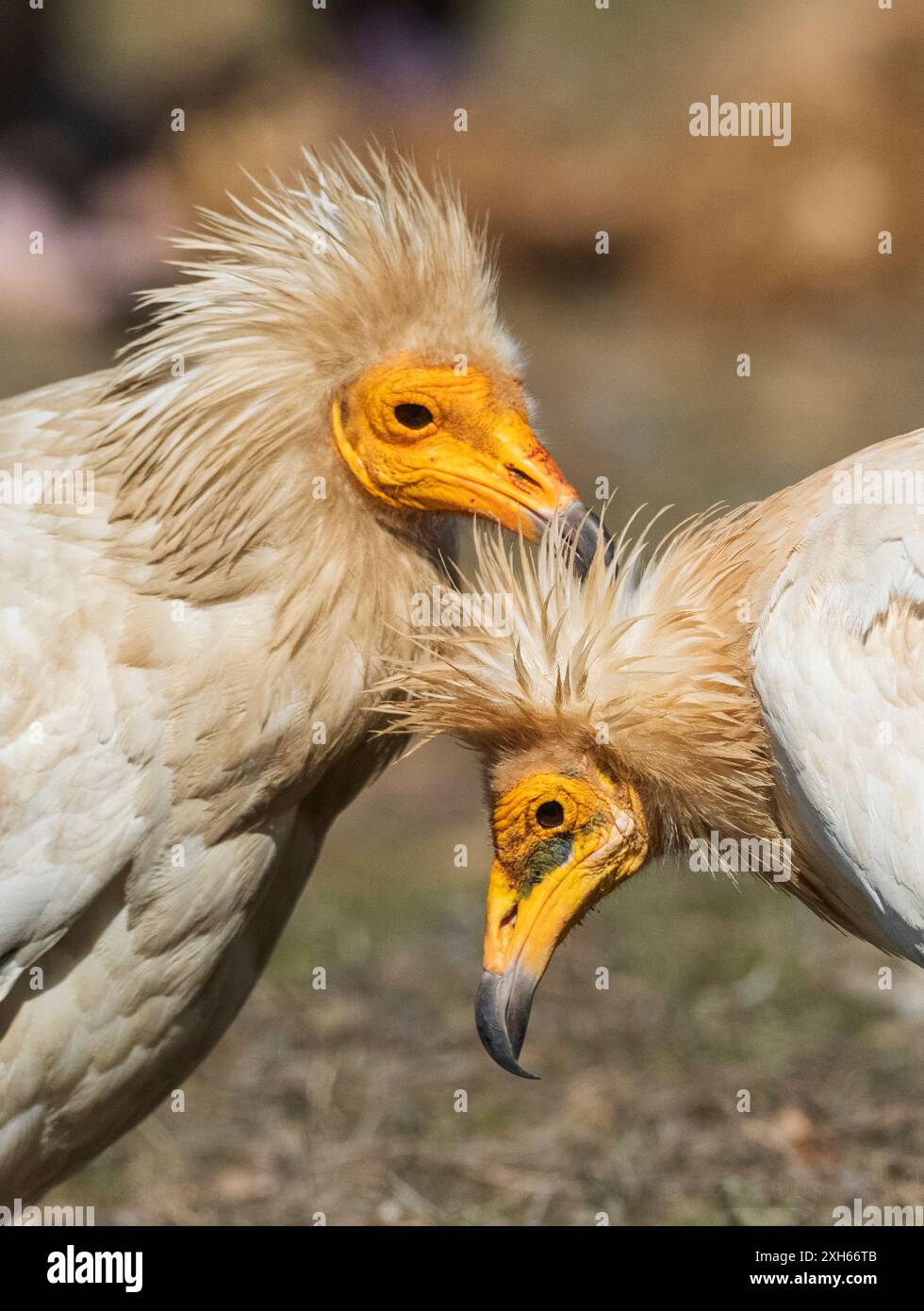 Egyptian vulture, white scavenger vulture, pharaoh's chicken (Neophron ...