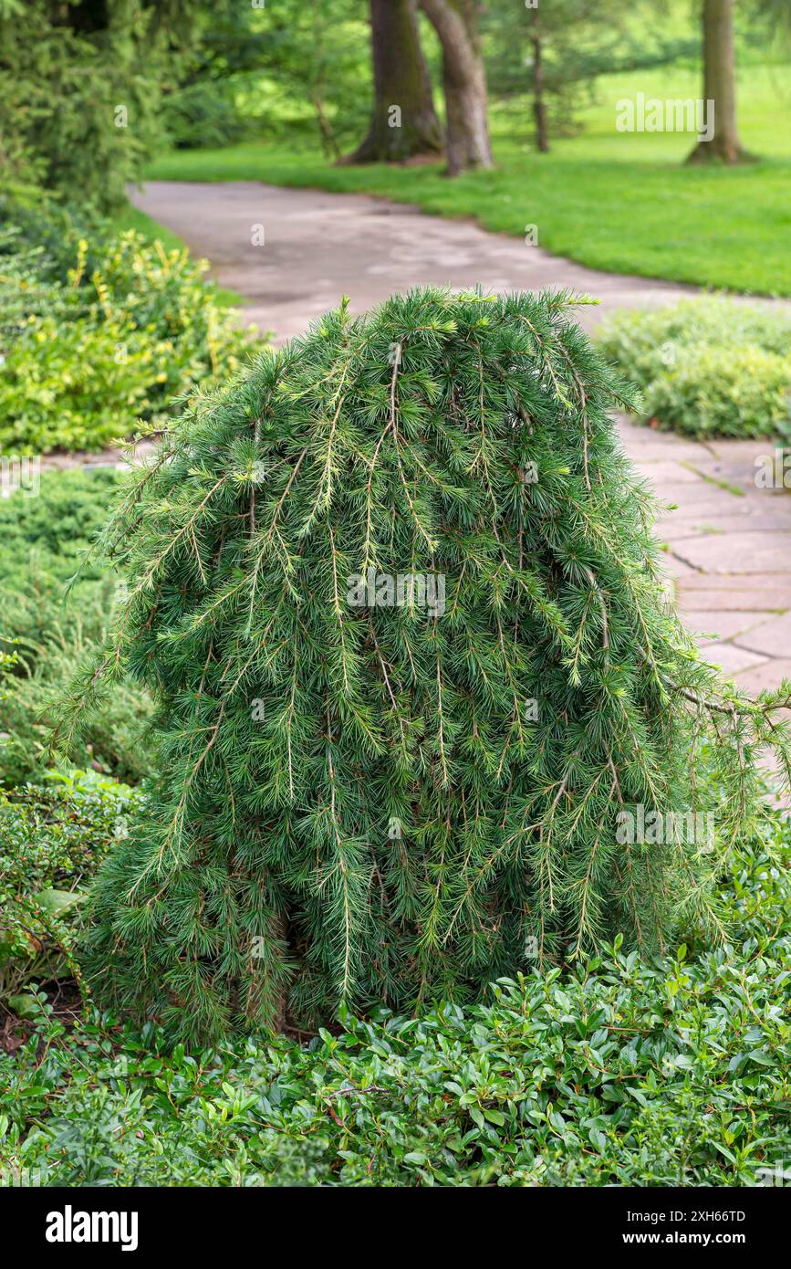 Cedar type hi-res stock photography and images - Alamy