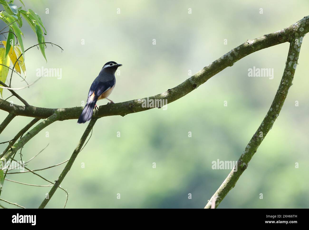 Taiwan Sibia, White eared Sibia, White-eared Sibia (Heterophasia ...