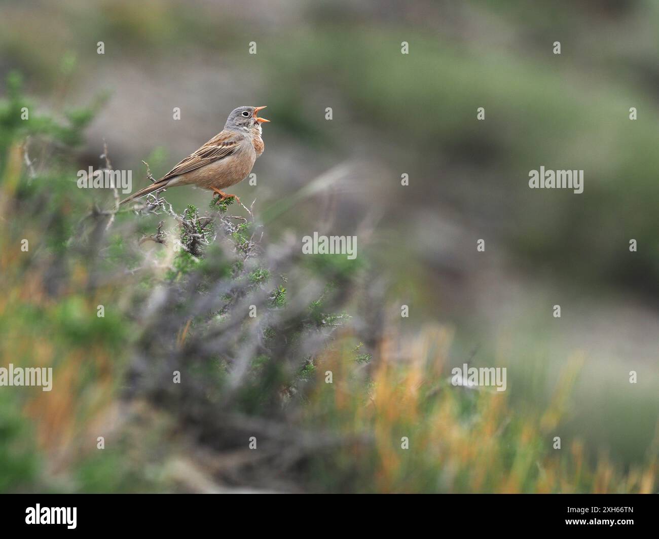 Gray necked bunting hi-res stock photography and images - Alamy