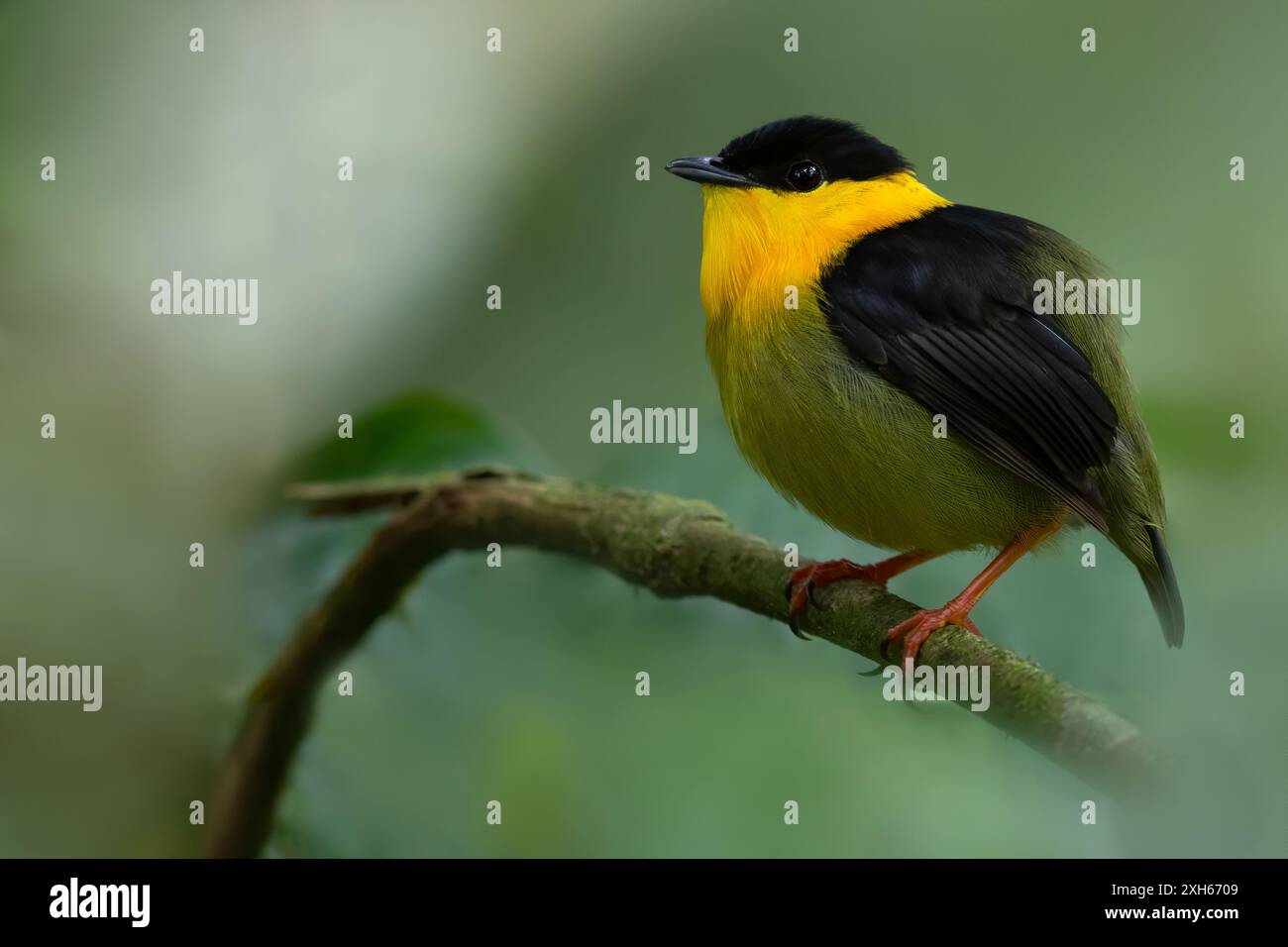 Golden-collared manakin (Manacus vitellinus), male perching on a branch, side view, Panama Stock ...