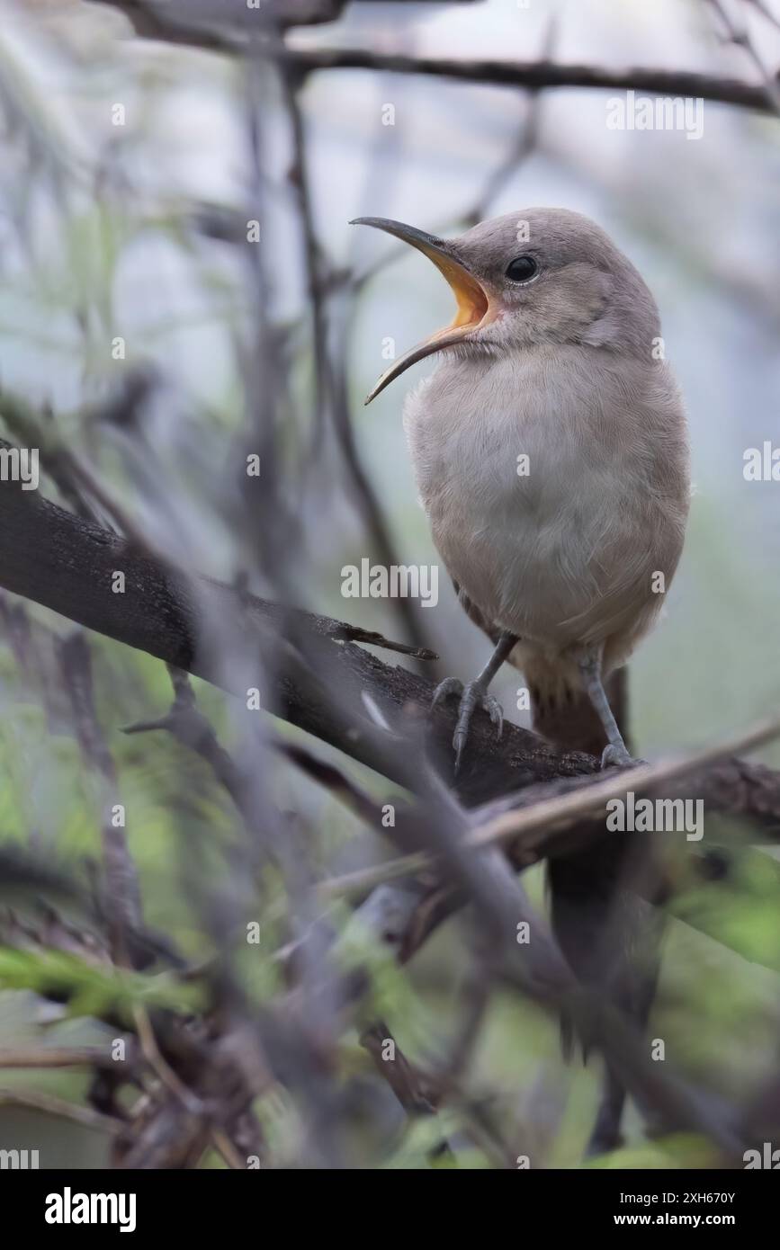 Sitting calling in the tree hi-res stock photography and images - Alamy
