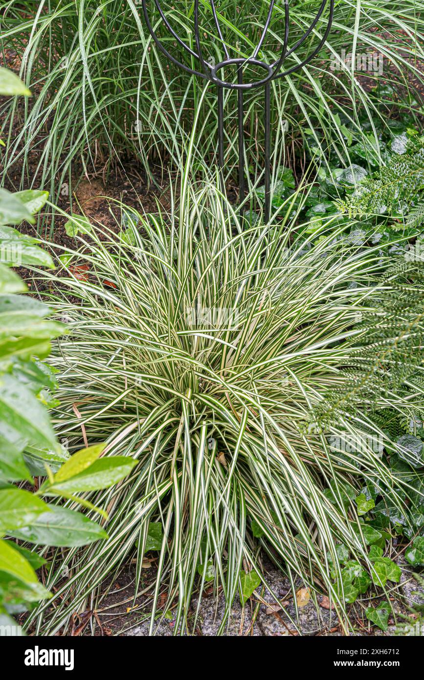 sedge, Evergold (Carex oshimensis 'Evergold', Carex oshimensis Evergold ...