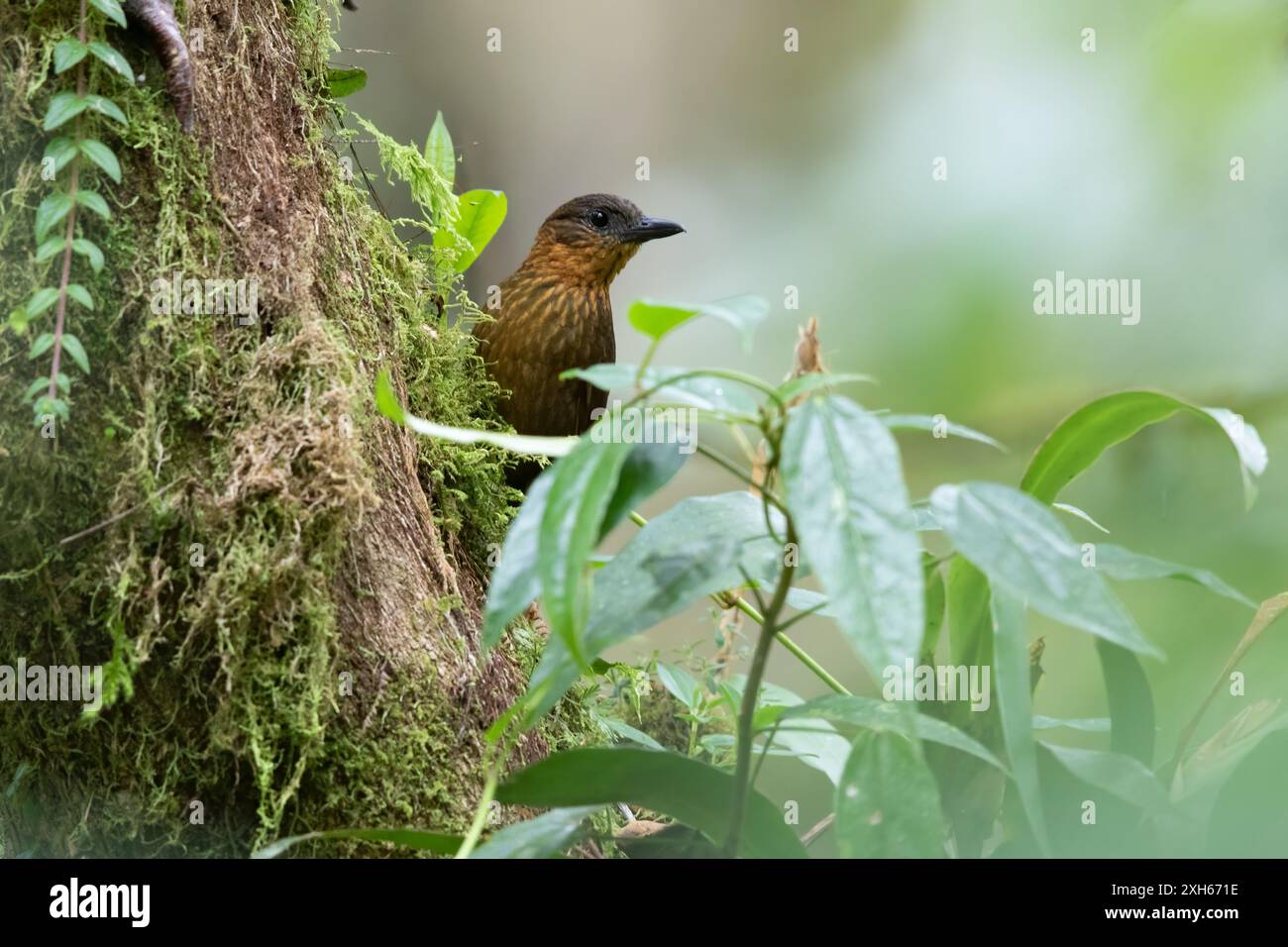 Streak breasted treehunters hi-res stock photography and images - Alamy