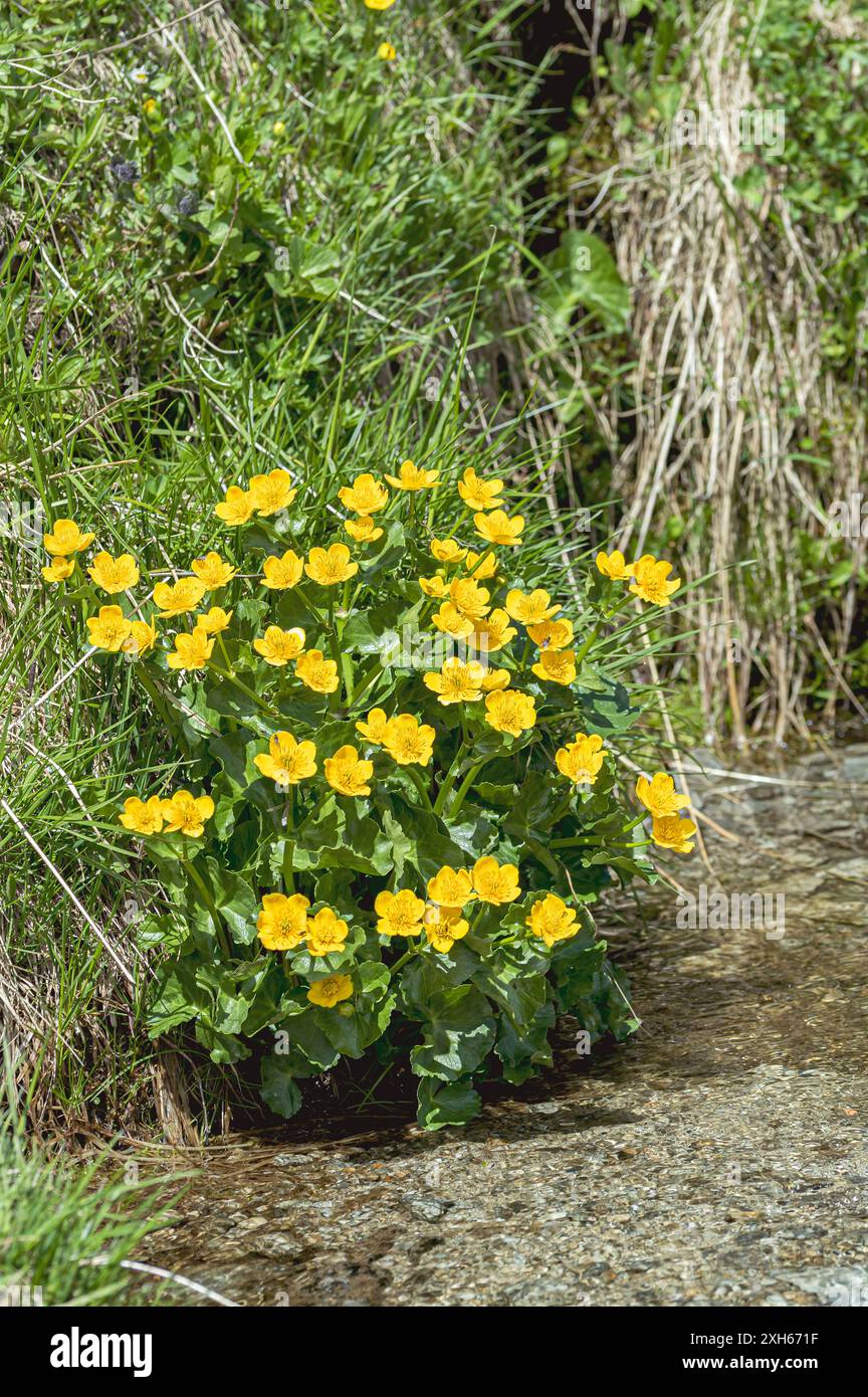 marsh marigold, kingcup (Caltha palustris), blooming in a swamp ...