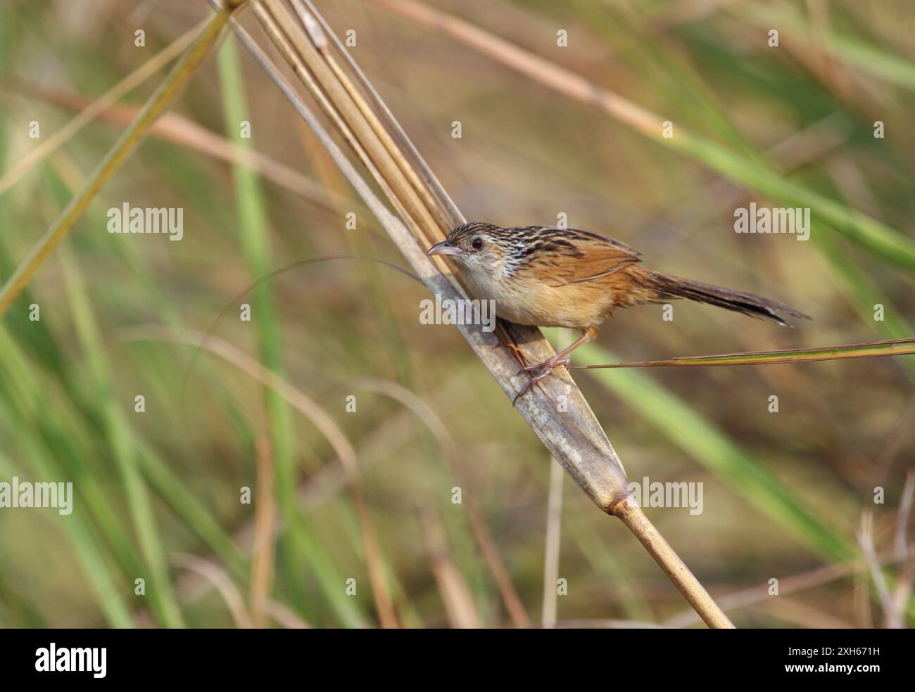 Chinese grassbirds hi-res stock photography and images - Alamy