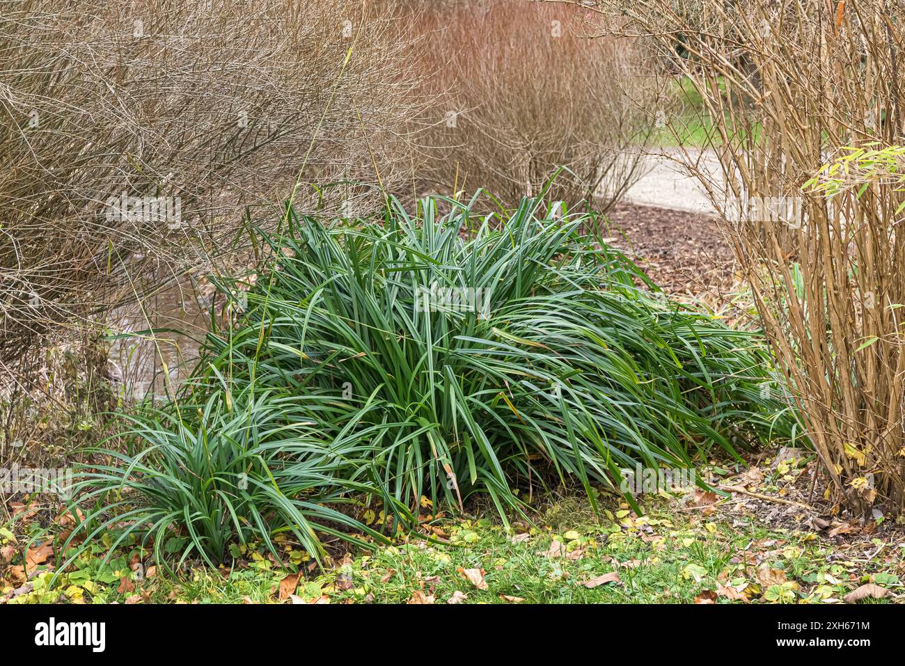 Pendulous sedge, Giant sedge grass (Carex pendula), habit, Germany ...