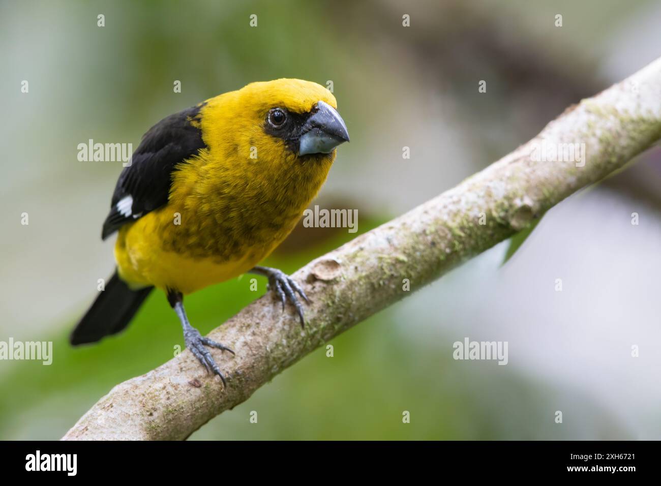 black-thighed grosbeak (Pheucticus tibialis), male sitting on a branch ...