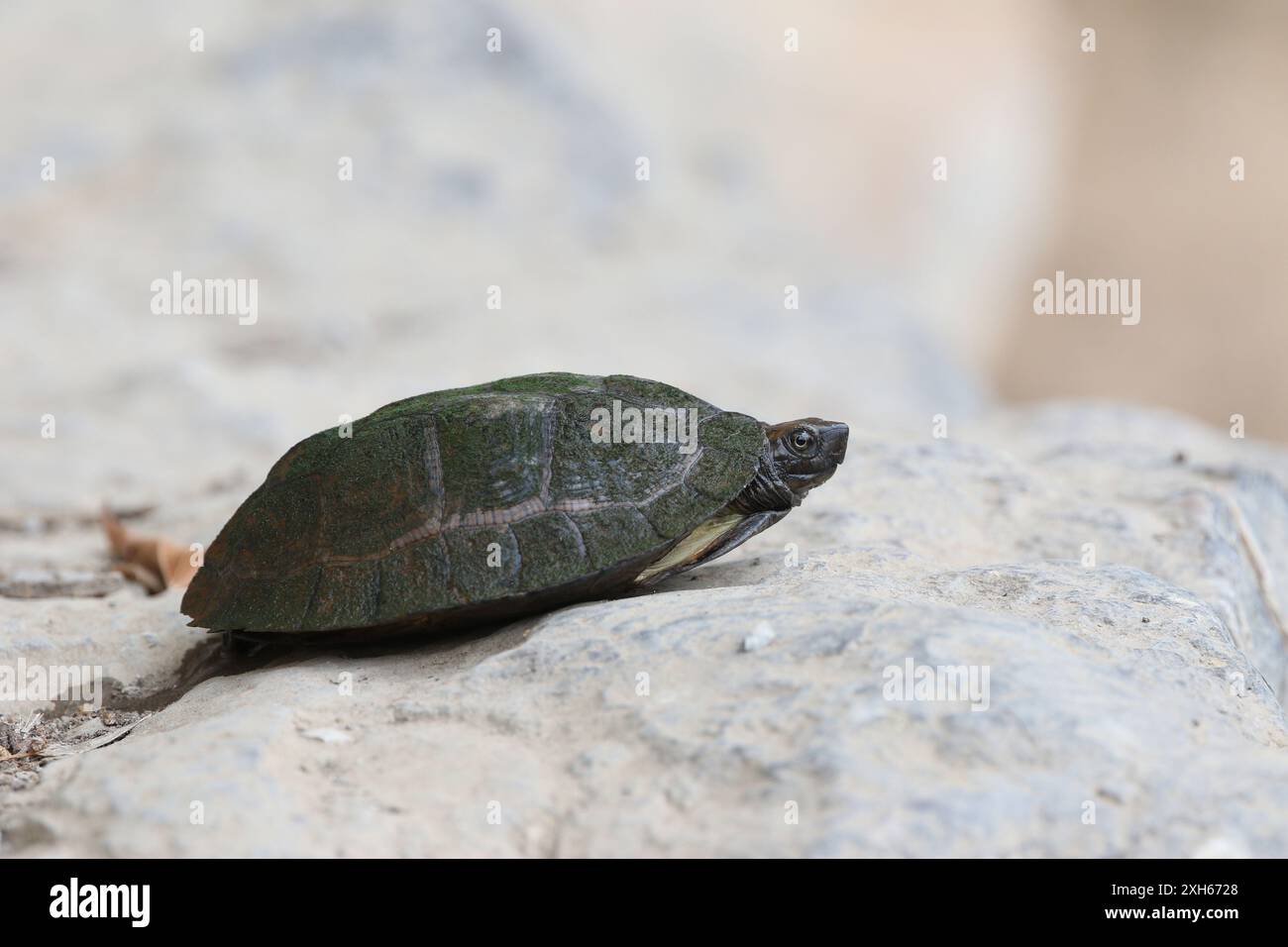 Asian leaf turtle (Cyclemys dentata), lies on a rock, Indonesia ...