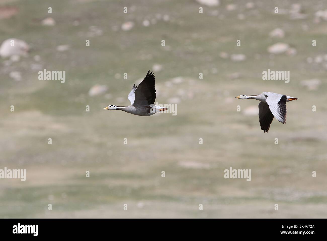 Bar headed goose flight hi-res stock photography and images - Alamy