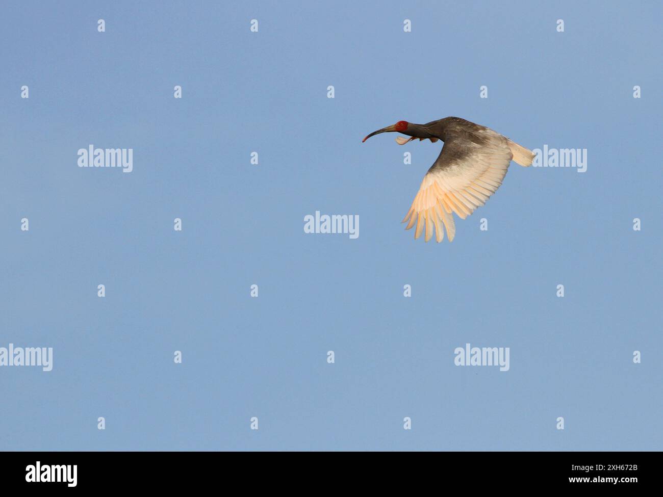 Japanese crested ibis, Asian crested ibis, Imperial crested ibis ...