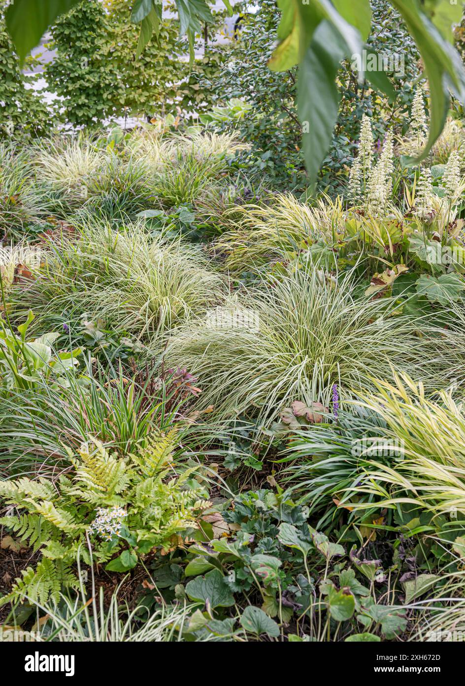 sedge, Evergold (Carex oshimensis 'Evergold', Carex oshimensis Evergold ...