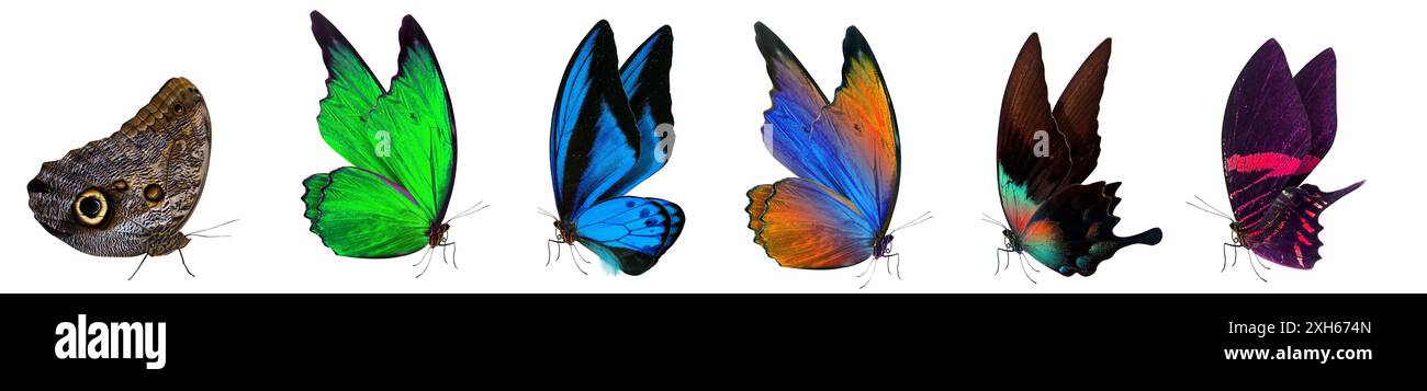 Vibrant exotic butterflies with diverse wing patterns and colors are ...