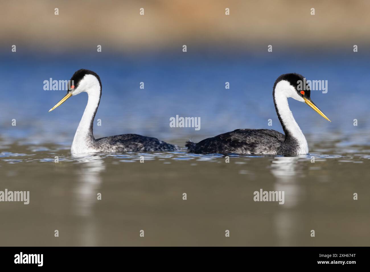 western grebe (Aechmophorus occidentalis), two western grebes swimming ...