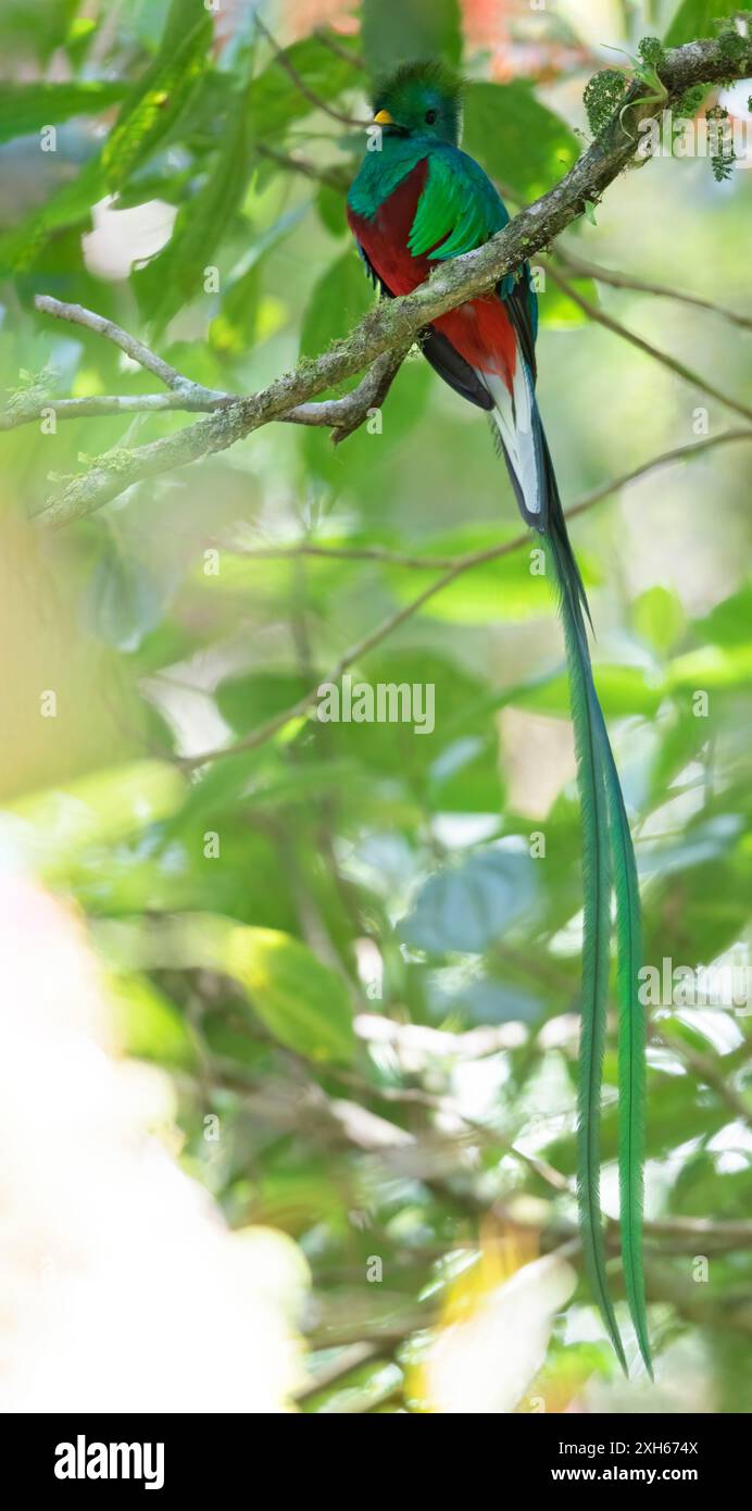 Resplendent quetzal (Pharomachrus mocinno), male perched on a branch in ...