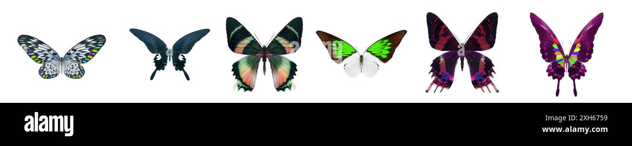 Vibrant exotic butterflies with diverse wing patterns and colors are ...