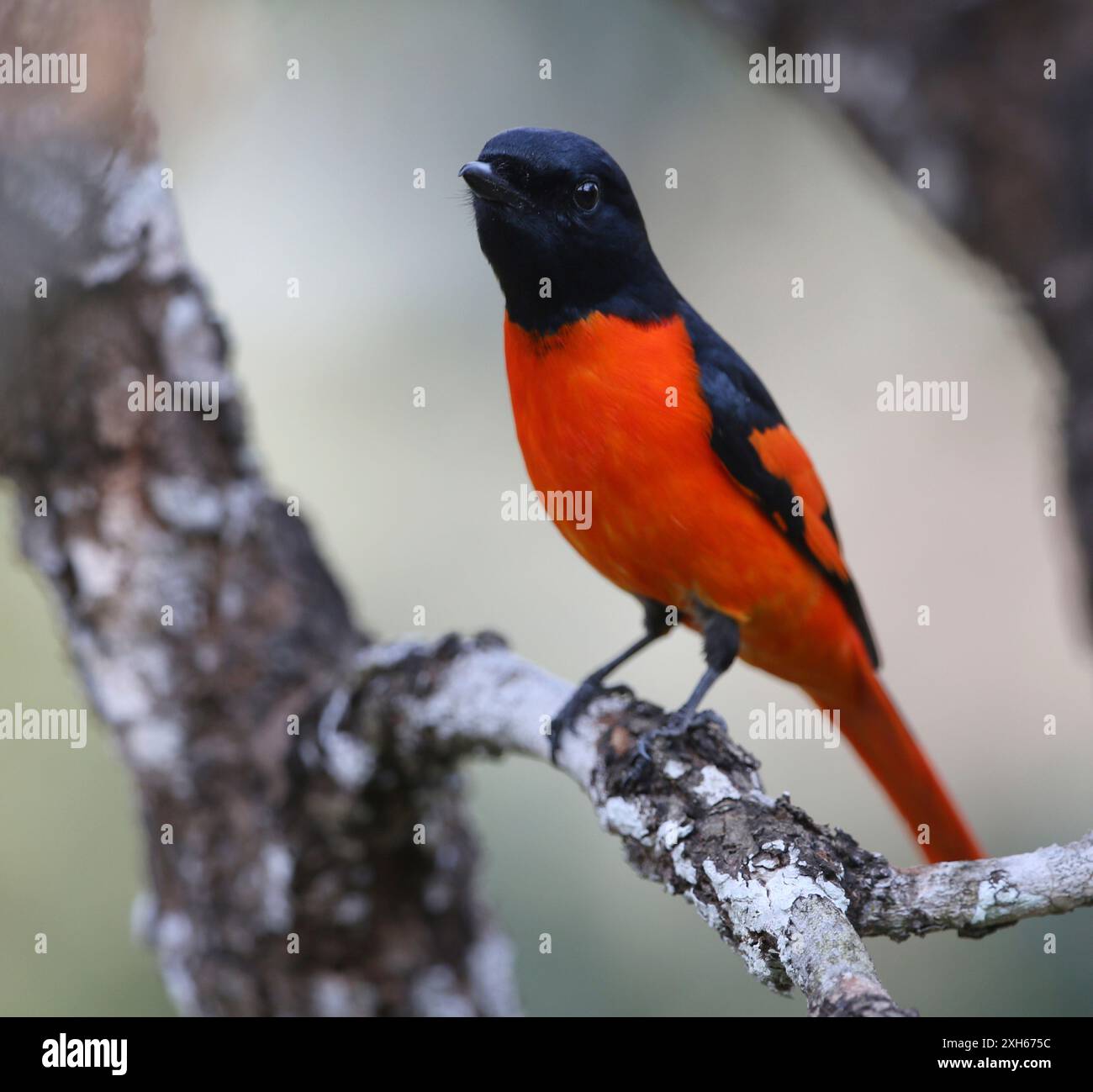 Scarlet minivets hi-res stock photography and images - Alamy